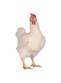 Hubbard - Frabo Poultry Export b.v.