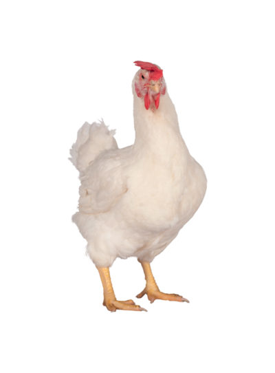 hubbard-flex - Frabo Poultry Export b.v.