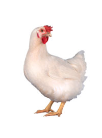 Hubbard - Frabo Poultry Export b.v.