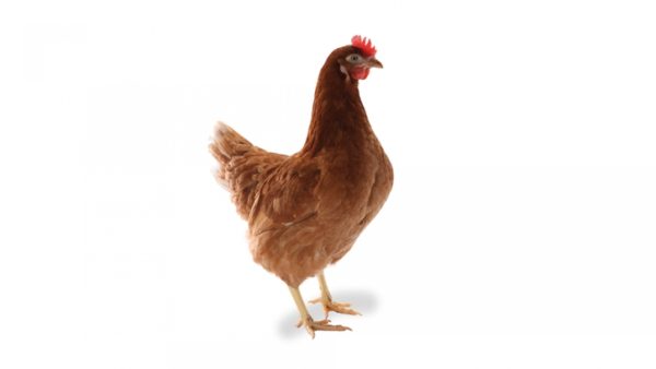 Lohmann - Frabo Poultry Export b.v.