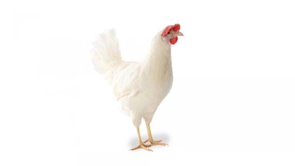 Lohmann - Frabo Poultry Export b.v.